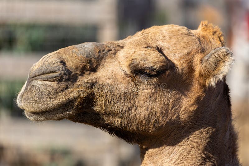 Camel - Detail of a Camel S Head in Profile Stock Image - Image of head ...