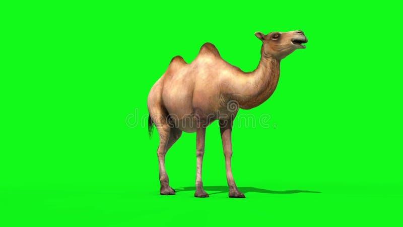 Camel Dromedary Walkcycle Green Screen Desert 3D Rendering Animation ... Camel Dromedary Walkcycle Green Screen Desert 3D Rendering Animation ...