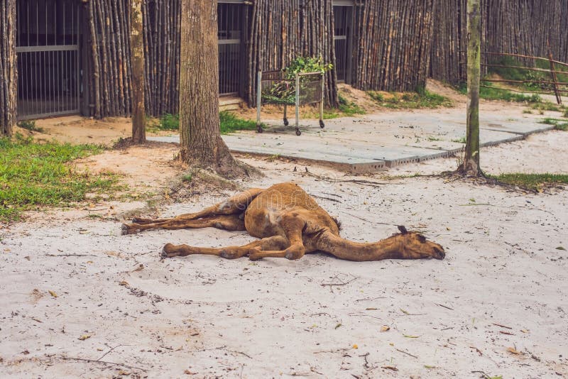 The Camel Died in the Zoo, Lies on the Ground Stock Photo - Image of ...