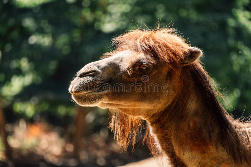 Camel with a Distinctive Red Mane is Highlighted by Gentle Play of ...