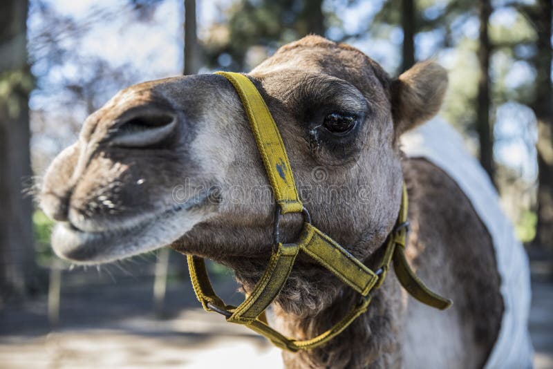 Camel in detail shot stock photo. Image of leader, outdoor - 181190472
