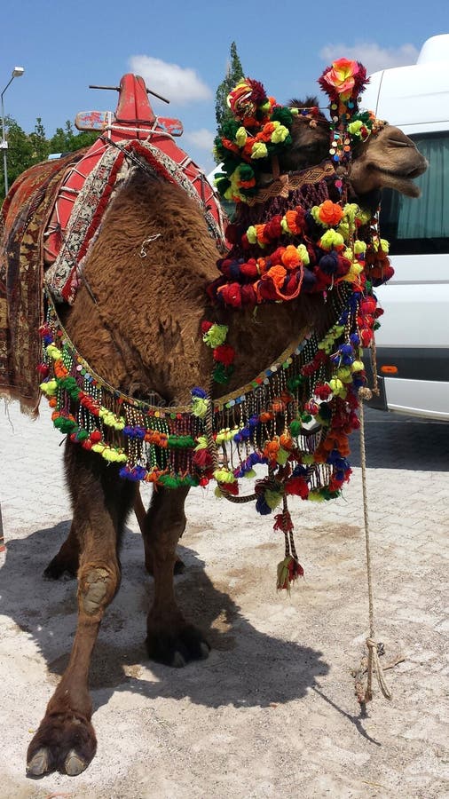 Camel stock image. Image of vacation, tourism, colorful - 59178933