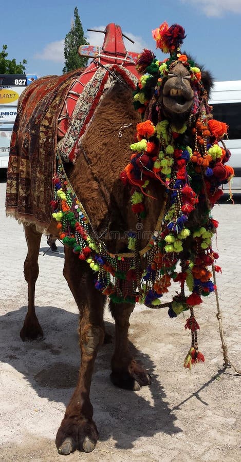 Camel stock photo. Image of hump, camel, vacation, dressed - 59179128