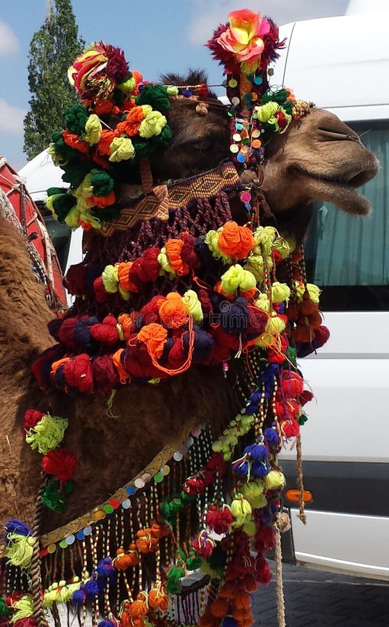 Camel stock photo. Image of tassels, pendants, colorful - 59179628