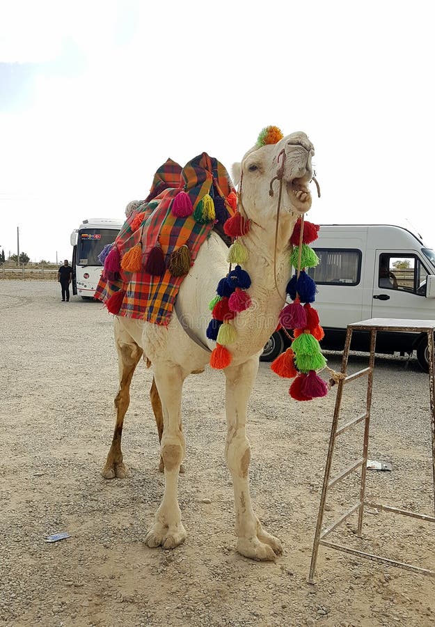 Camel Dressed in Colourful Clothes, Persepolis, Iran Stock Image ...