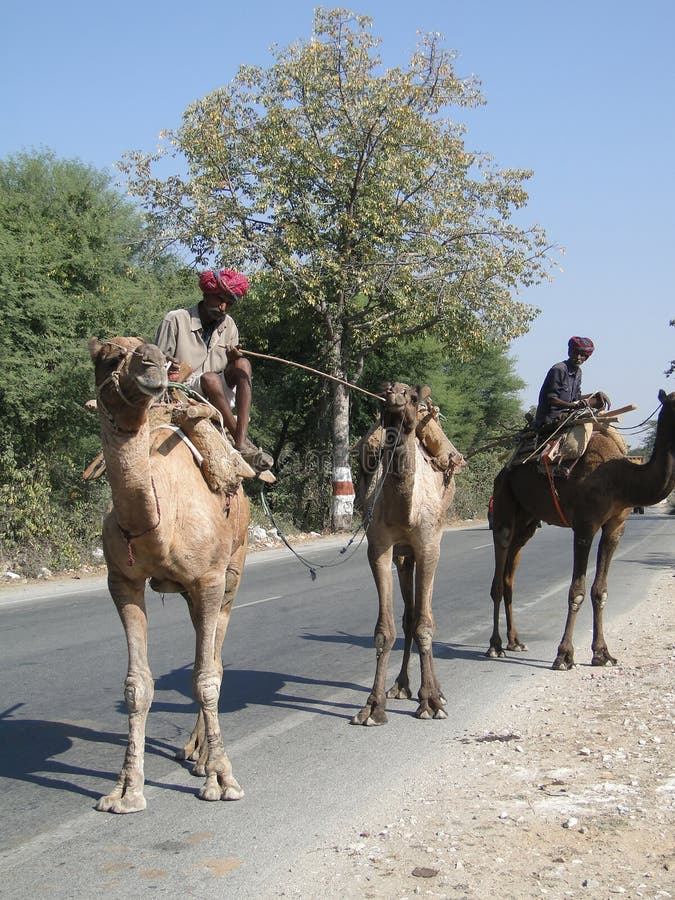 Camel Driver Leads His Camel Down the Highway Editorial Image - Image ...