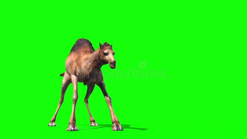 Camel Dromedary Attacks Side Green Screen Loop Desert 3D Rendering ... Camel Dromedary Attacks Side Green Screen Loop Desert 3D Rendering ...