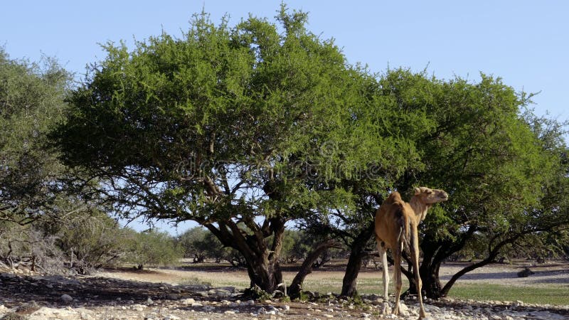 Camel Dromedary Eats Leaves from the Argan Tree in an Argan Forest ...