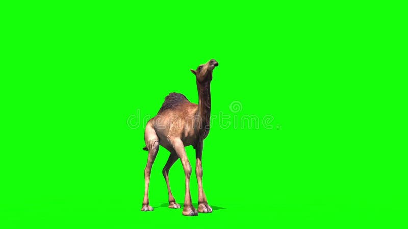 Camel Dromedary Walkcycle Green Screen Desert 3D Rendering Animation ... Camel Dromedary Walkcycle Green Screen Desert 3D Rendering Animation ...