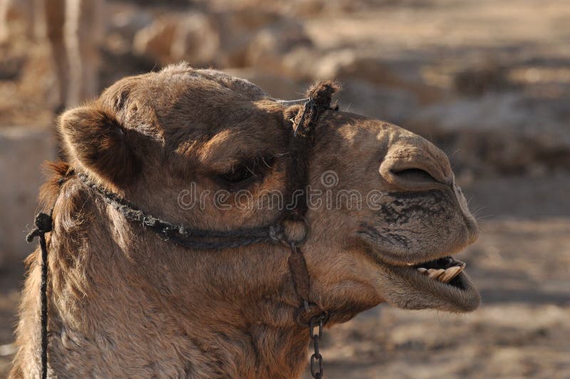 Camel, Dromedary in a Halter. a Persistent Pack Animal Called a Desert ...