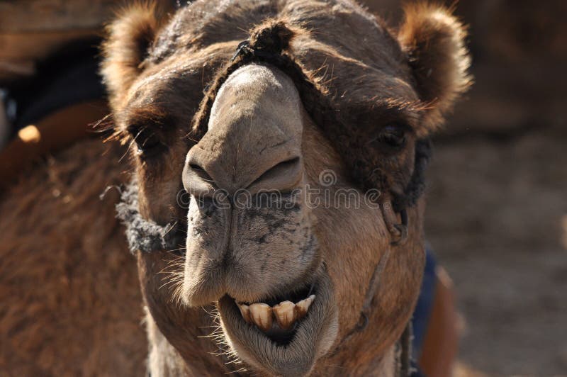 Camel in a Red Halter at Sunset Stock Photo - Image of halter, food ...