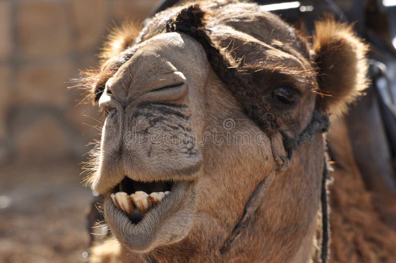 Camel in a Red Halter at Sunset Stock Photo - Image of halter, food ...