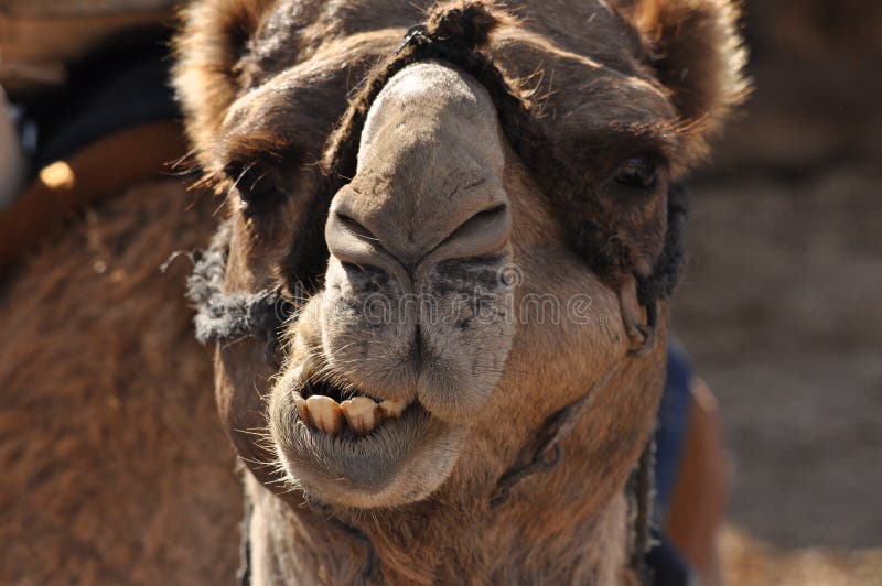 Camel, Dromedary in a Halter. a Persistent Pack Animal Called a Desert ...