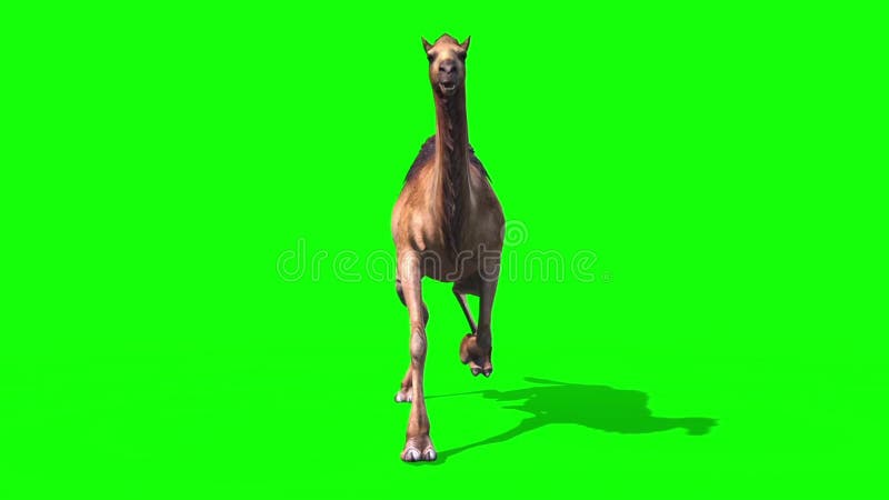 Camel Dromedary Attacks Side Green Screen Loop Desert 3D Rendering ... Camel Dromedary Attacks Side Green Screen Loop Desert 3D Rendering ...