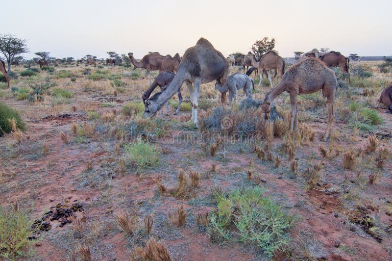 Camels stock image. Image of animalpowered, climate - 250221765