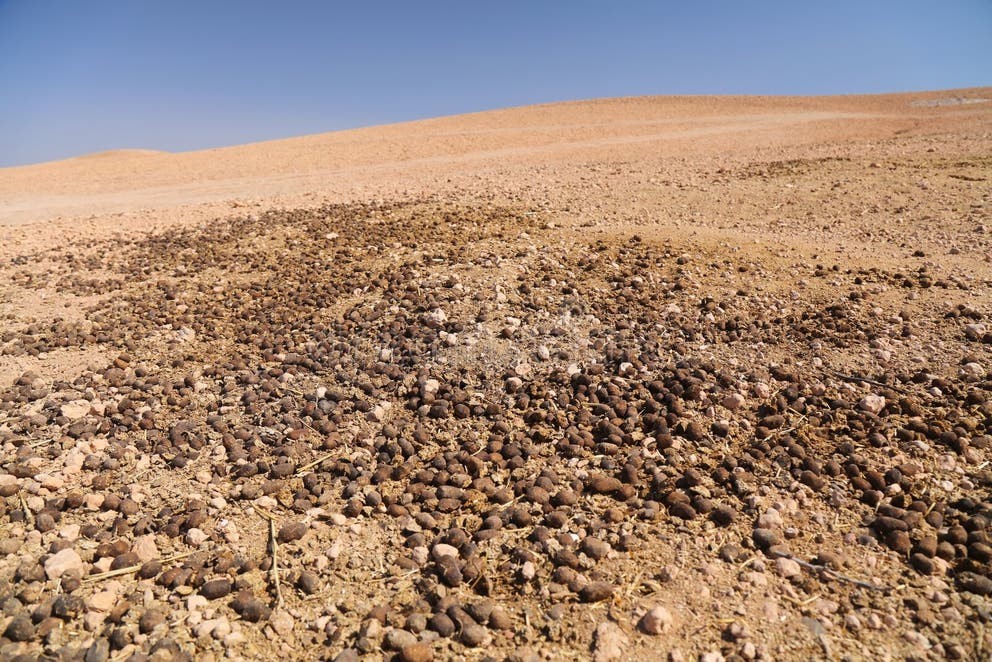 Camel Droppings in Moroccan Desert Stock Image - Image of maghreb ...