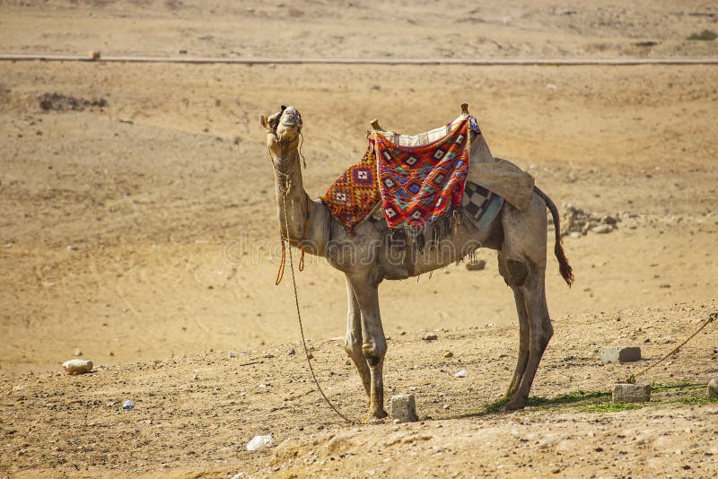 Camel in the dry desert stock photo. Image of exotic - 232004652