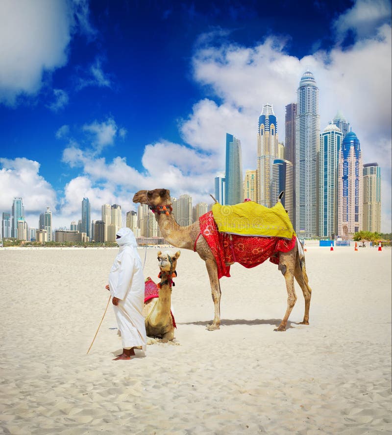 Camel on Dubai Beach stock image. Image of eastern, leisure - 26162627