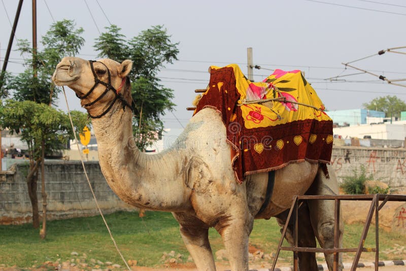 Camel stock image. Image of desertsafari, camel, desert - 39272987