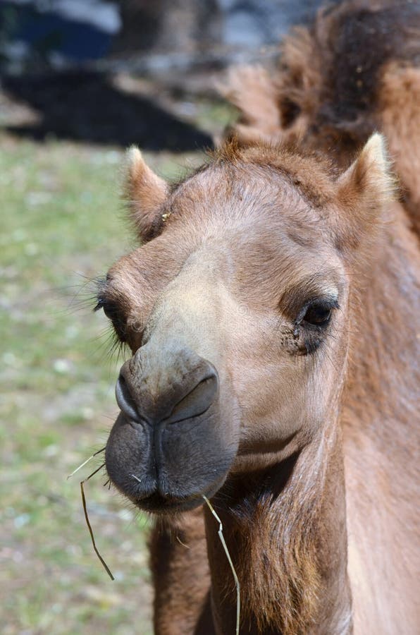 Camel eating stock photo. Image of water, hairy, dromedary - 22716826