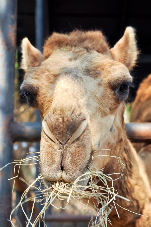 Camel eating stock image. Image of colorful, arabia, dromedary - 29432387