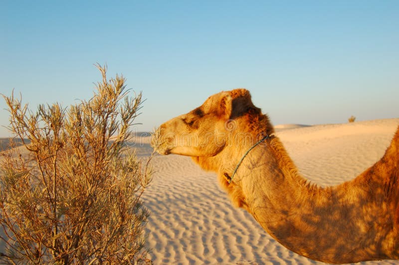 Camel eating bush stock image. Image of scenery, camel - 2940931