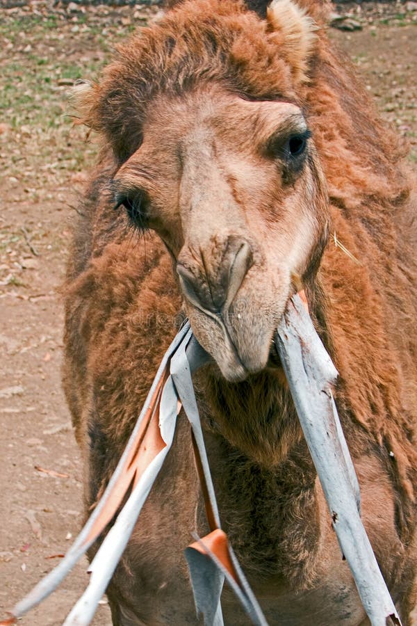 A Camel Eating stock image. Image of sahara, chewing - 48493841