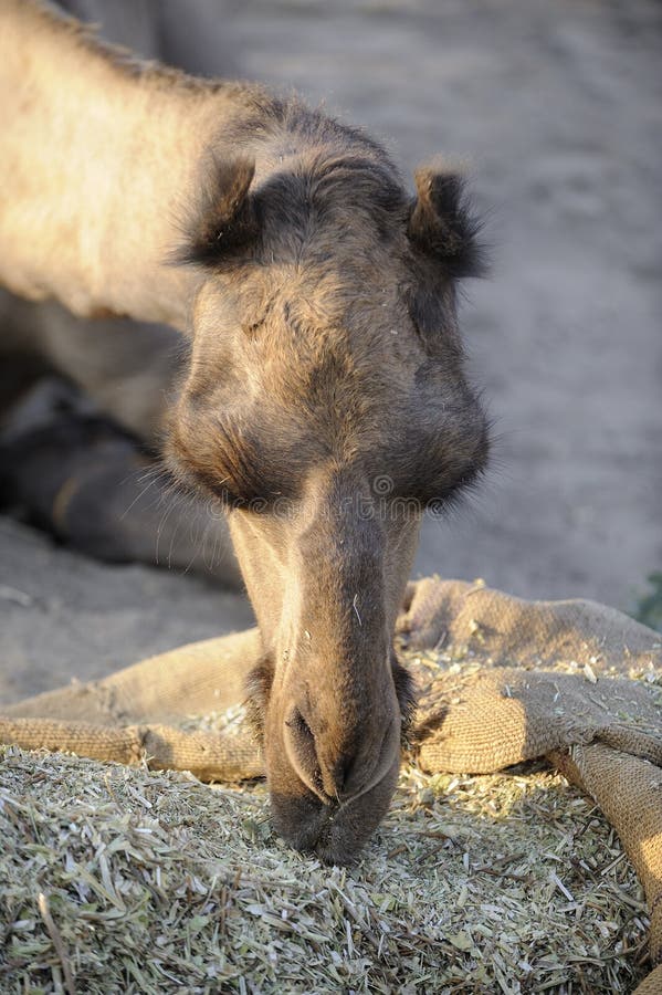A Camel Eating stock image. Image of sahara, chewing - 48493841