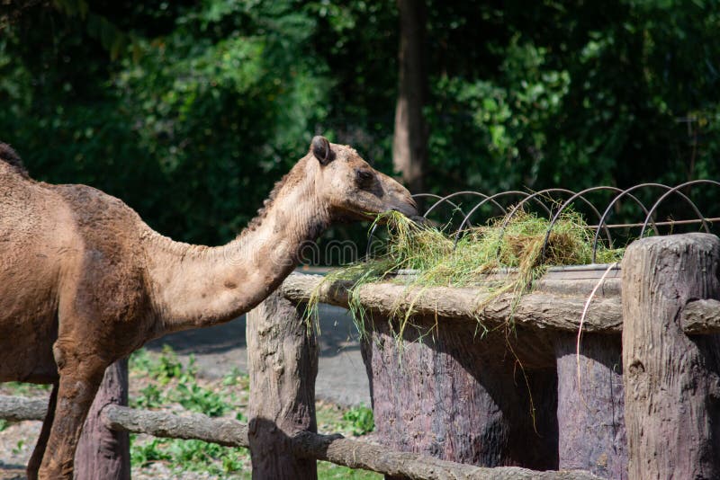 Camel is eating grass stock image. Image of furry, adorable - 152442563