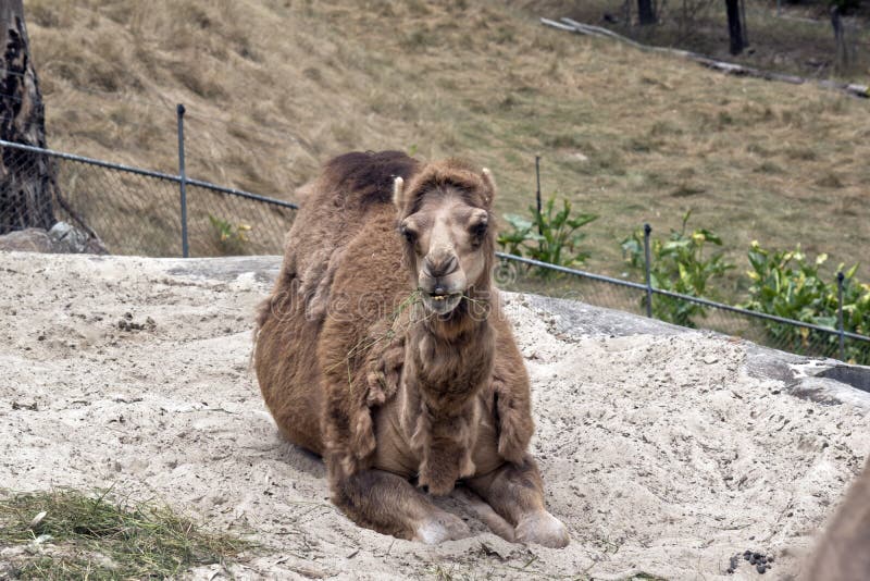 Camel is sitting stock image. Image of long, sitting - 108420983
