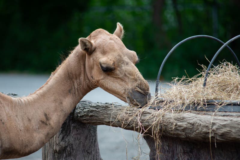 Camel stock image. Image of hoofed, desert, cute, adorable - 152441485