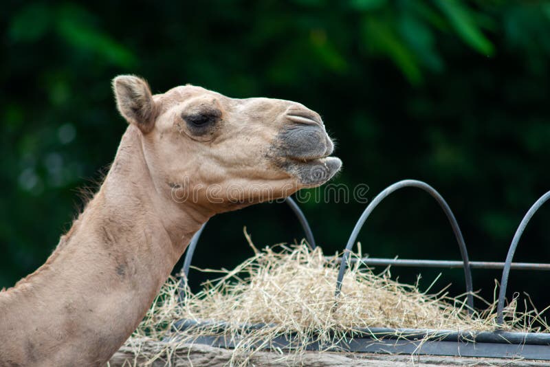 Camel eating stock image. Image of colorful, arabia, dromedary - 29432387