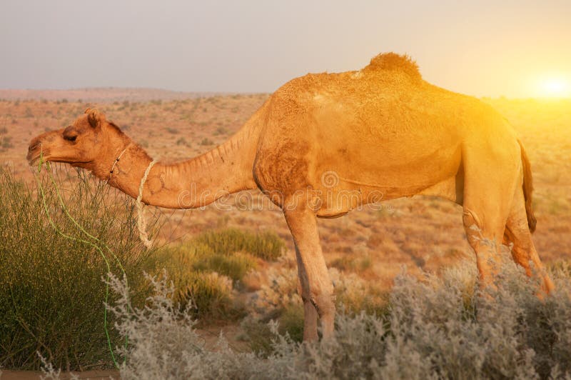 A Camel Eating stock image. Image of sahara, chewing - 48493841