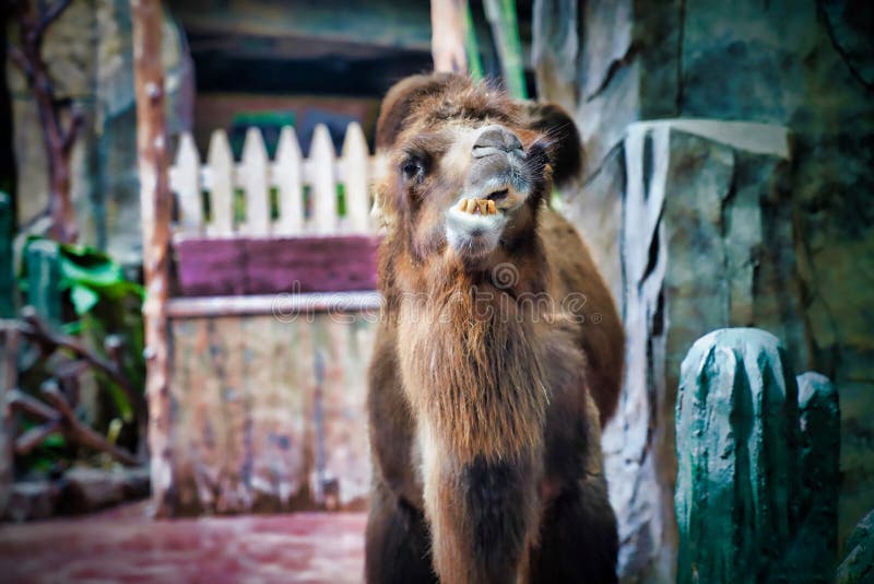 The Camel is Eating Something Stock Photo - Image of portrait, wildlife ...