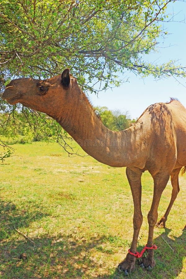 Camel Eating from Tree India Stock Photo - Image of jiasalmer, havelis ...