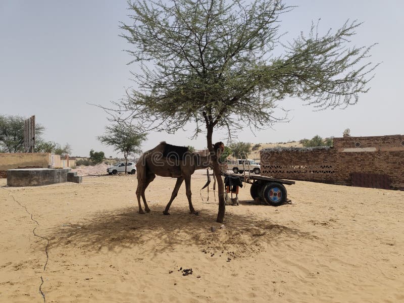 Camel eating tree leafs stock photo. Image of mammal - 250842470