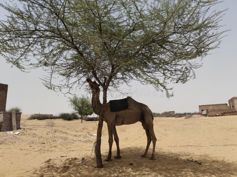 A Camel Eating stock image. Image of sahara, chewing - 48493841