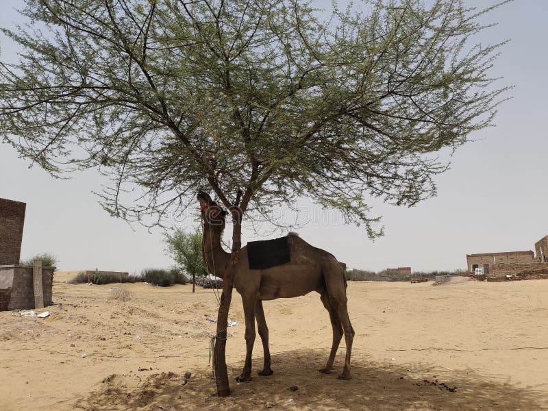 Camel eating tree leafs stock image. Image of mammal - 250842481