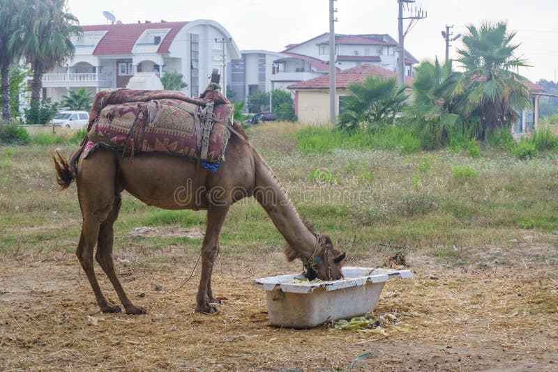Camel Eats Food from the Trough Stock Photo - Image of chew, hump ...