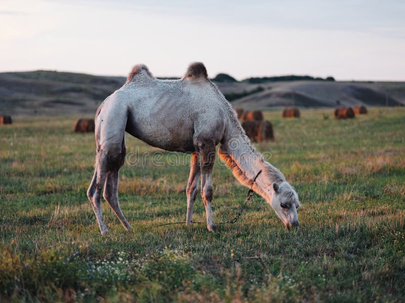 The Camel Eats Grass on Nature in the Mountains in the Field Stock ...