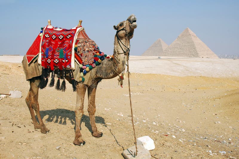 Camel Egypt stock image. Image of camel, ecoregion, africa - 13691759