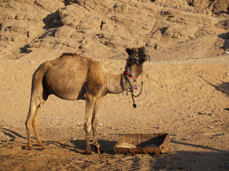 Camel In Egypt Picture. Image: 2393377
