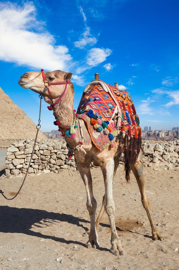 Camel Egypt Cairo stock image. Image of desert, giza - 117898545