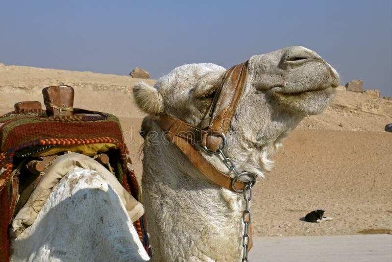 Camel Egypt stock image. Image of camel, ecoregion, africa - 13691759