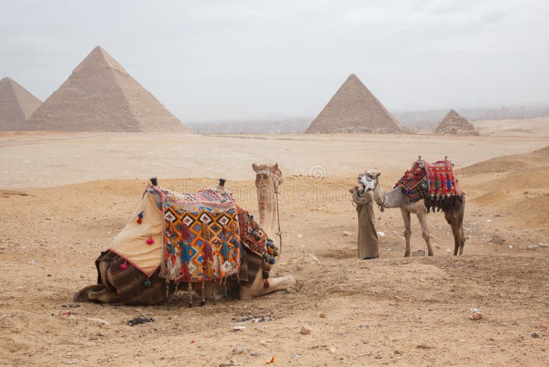 Camel Egypt Cairo stock image. Image of camel, stone - 115252983