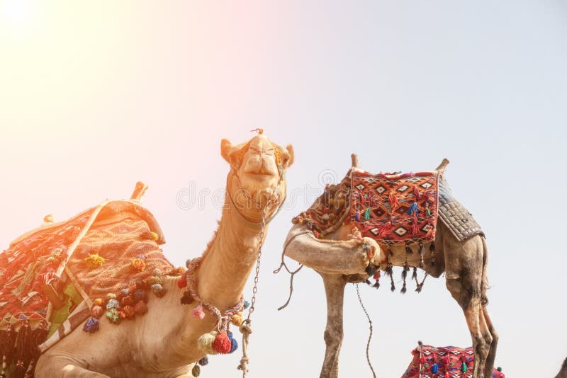 Camel in Egypt stock image. Image of animals, arab, domestic - 141785455