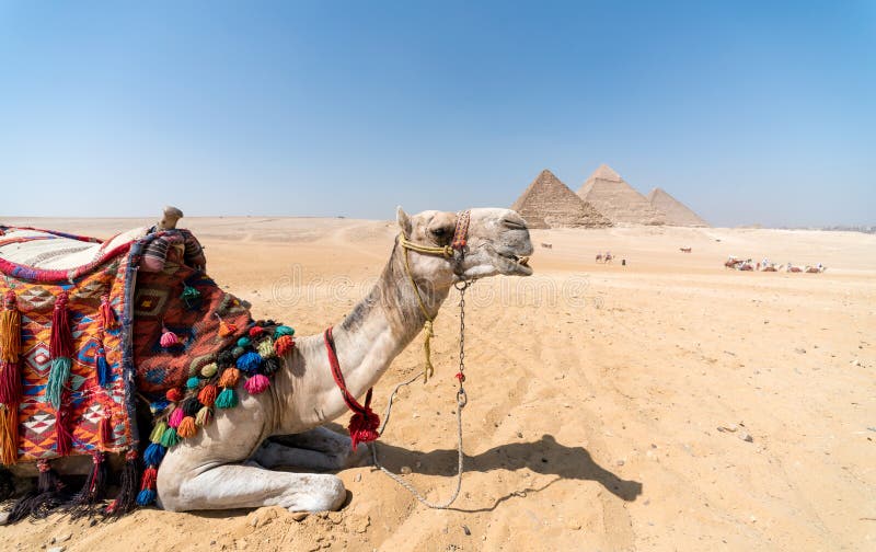 Camel in the Egyptian Desert Near the Pyramids in Luxor Stock Photo ...