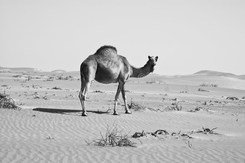 Camel in the Empty Quarter Desert of Arabian Peninsula Stock Photo ...