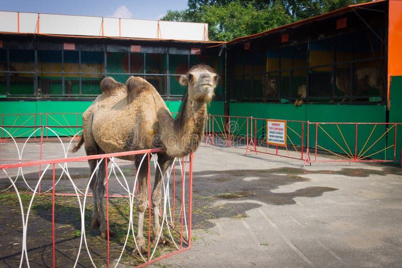 Camel Enclosure at the Mobile Zoo. Stock Photo - Image of enclosure ...