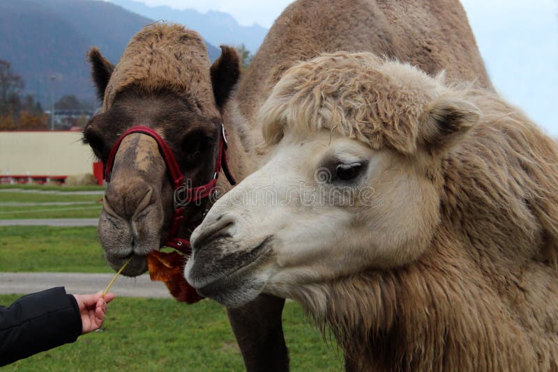 Camel stock photo. Image of ungulate, travel, mammal - 80284146